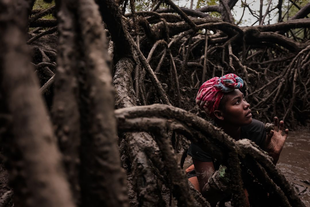 Mangrove Photography Awards 2024 | Winners 2024